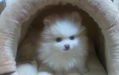 저희집 귀염둥이 포메!! | 네이트 판