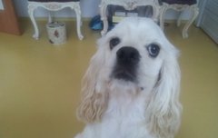 ☆1.3kg와2.3kg와11kg와15kg의우리애기들☆ | 네이트 판