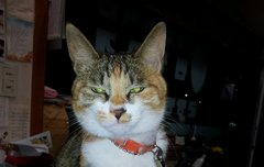 ♣3탄♣(민트 번외판) 봉순이♥가왔습니다!!! | 네이트 판