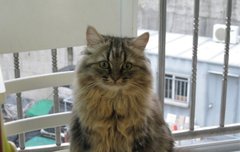 (세마리고양이와살기) 철수편!! | 네이트 판