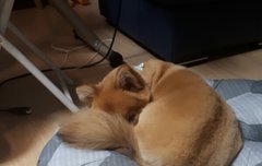 마음에 안들개 | 네이트 판