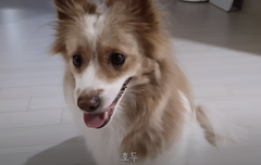 동거하다 헤어지고 선 씨게 넘어버린 강아지 유튜브 | 네이트 판