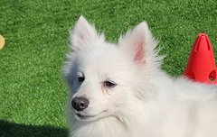회사 사장님이 강아지를 산책시켜달라고 합니다 | 네이트 판